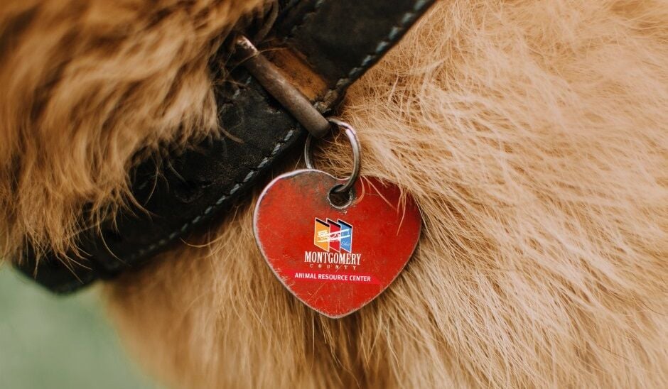 Auditor reminds Montgomery County dog owners of July 1 license deadline ...