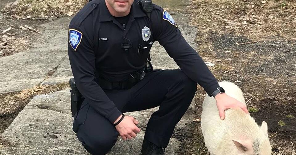 Xenia police officer lures runaway pig into cruiser with pizza | Local ...