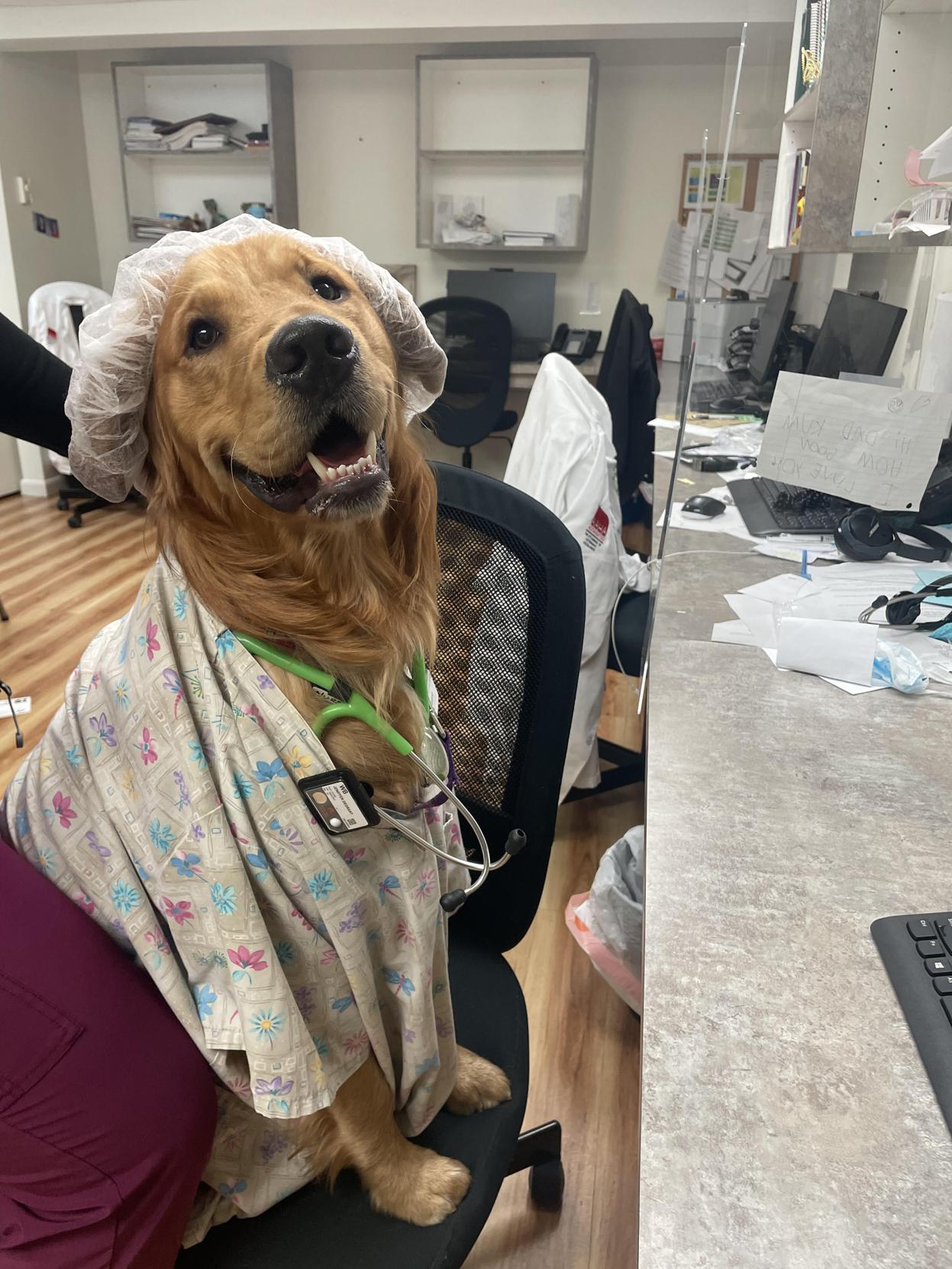 Dogs get ready to strut down the catwalk | Local | daytondailynews.com