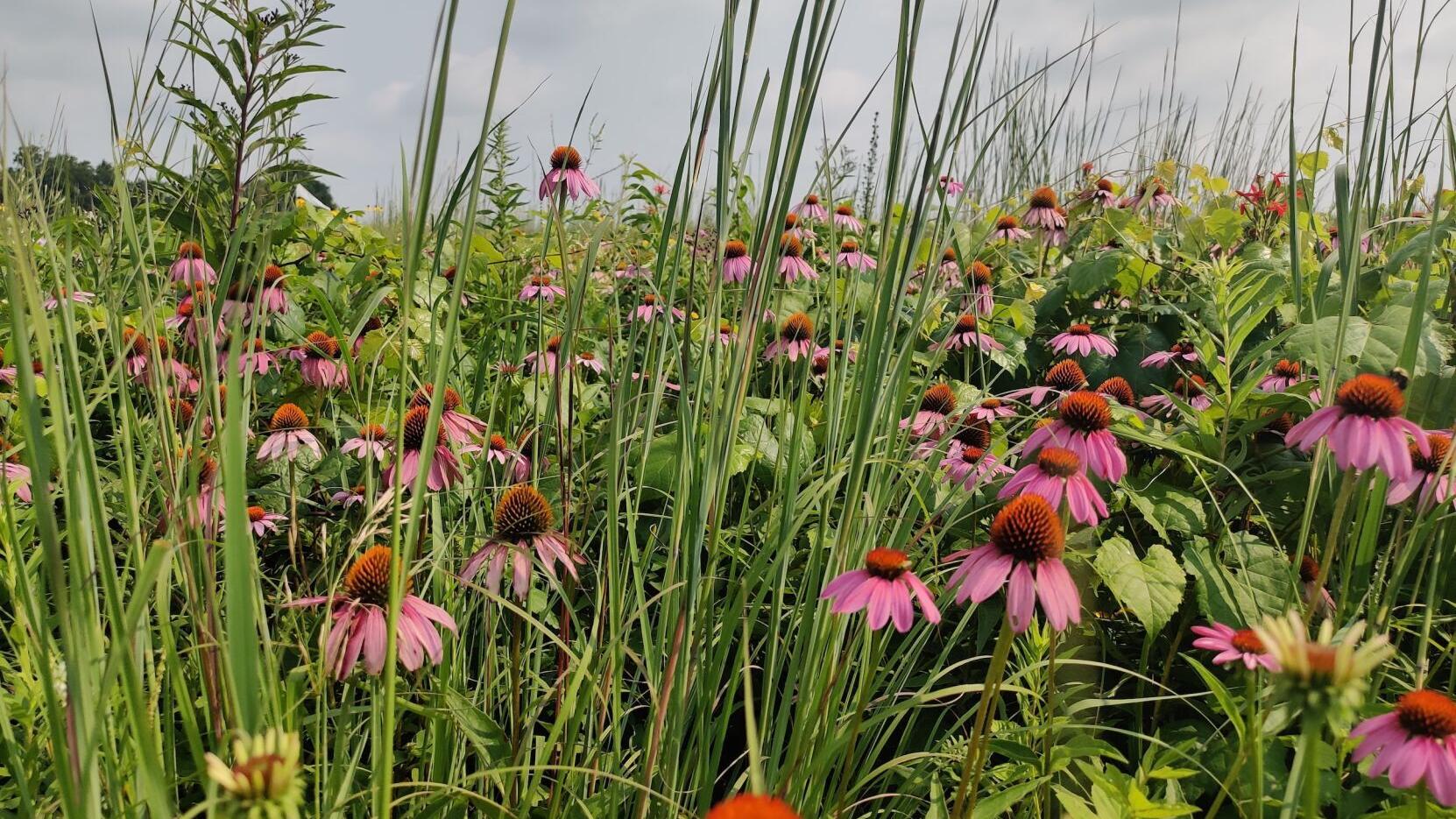 From parking lots to prairies: Why plant diversity matters | Local ...