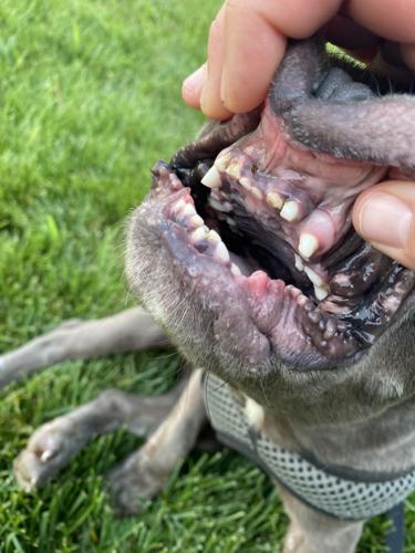 Dog trainer accused of animal cruelty, theft heads to prison | Local ...