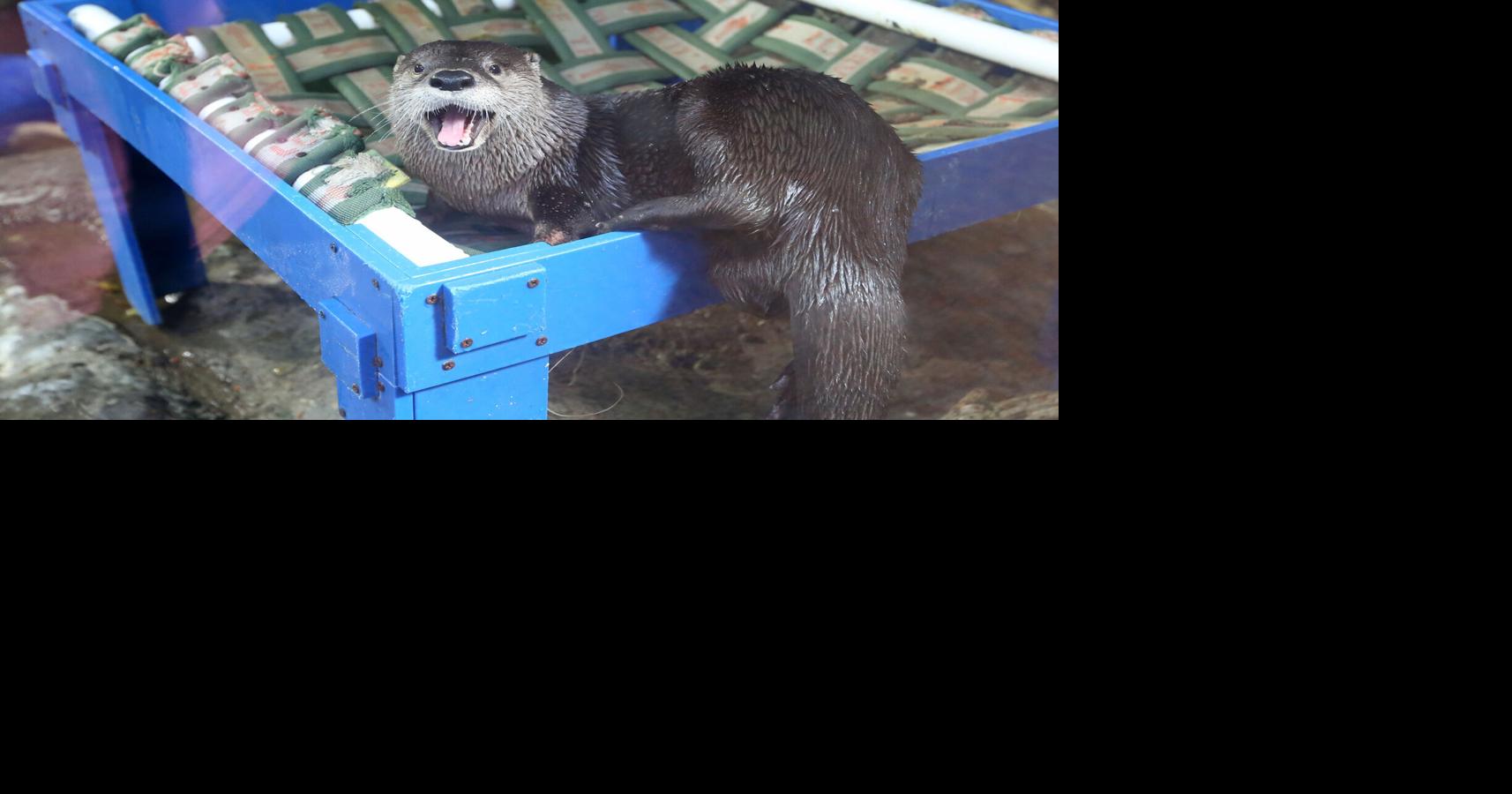 Otter livestream from Boonshoft Museum in Dayton is up 24/7, and they ...