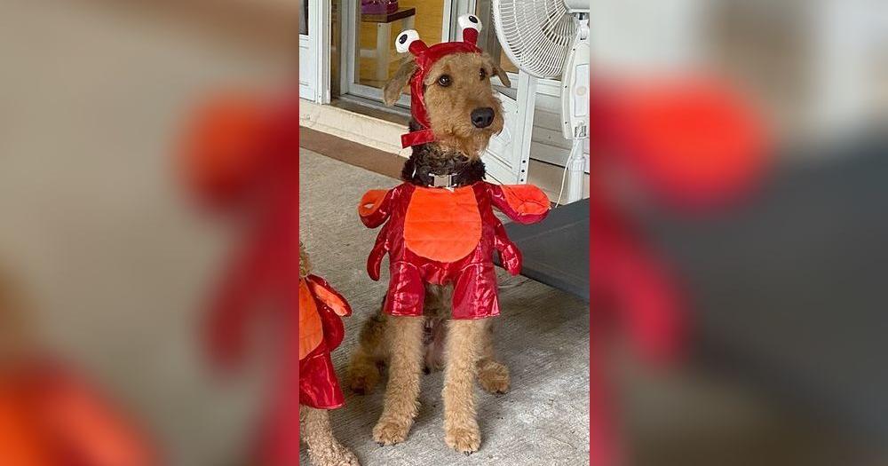 Dogs get ready to strut down the catwalk | Local | daytondailynews.com