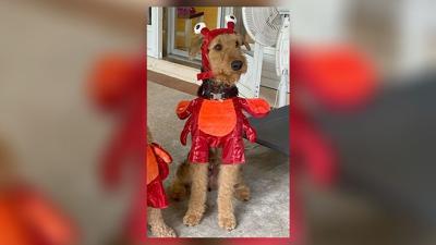 Dogs get ready to strut down the catwalk | Local | daytondailynews.com