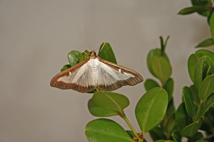 Wright-Patt inspects thousands of shrubs for moth damage | Local ...