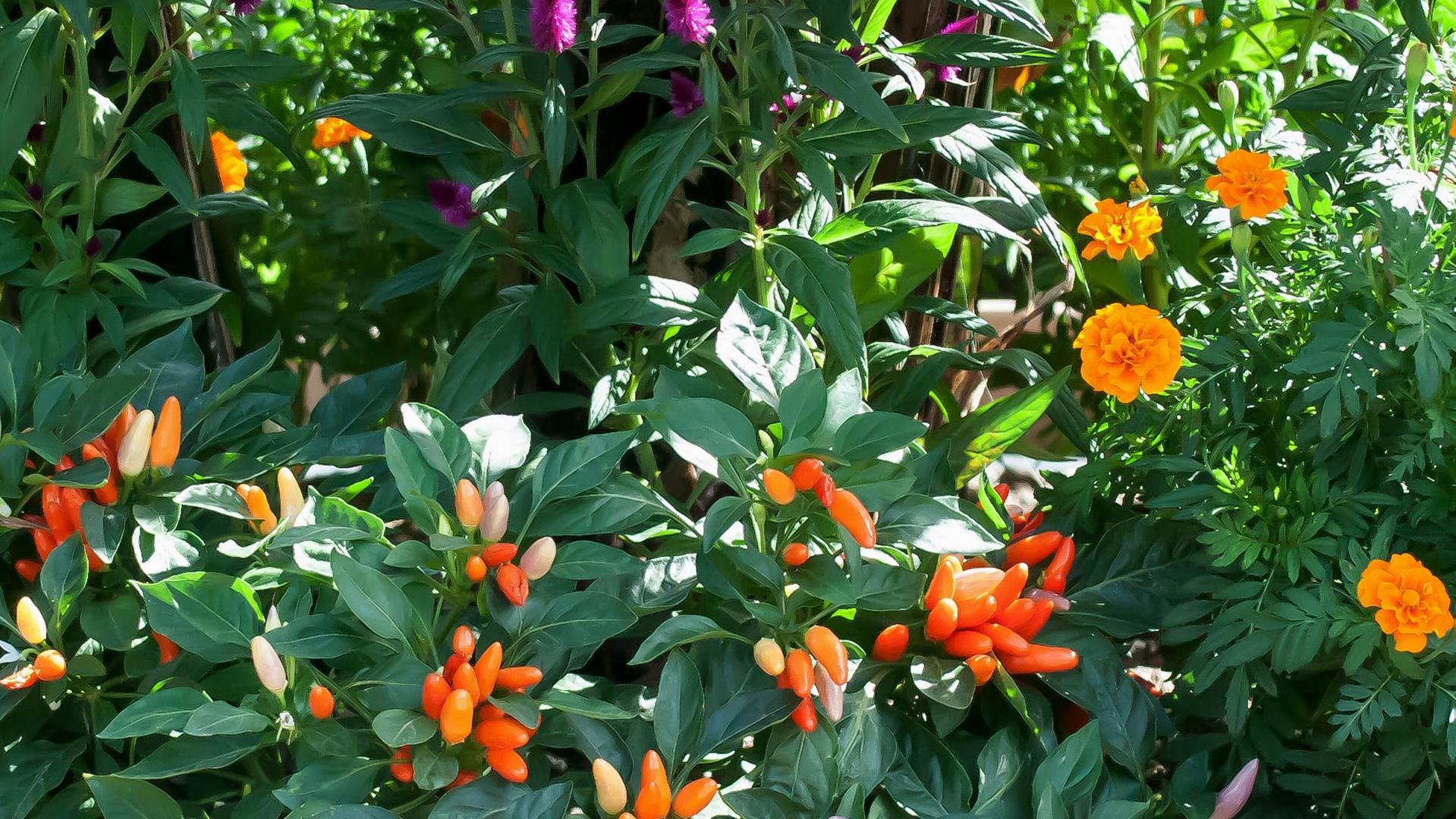 NuMex Easter pepper a stunning, All-America Selections winner | Local ...