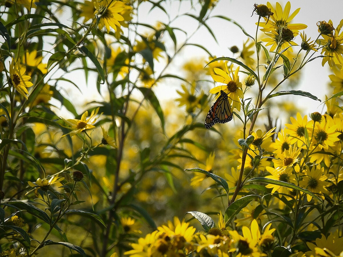 From parking lots to prairies: Why plant diversity matters | Local ...