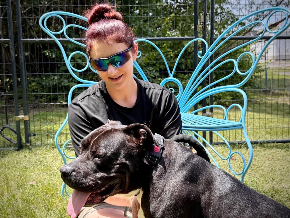 Avery’s Law means new responsibilities for dog owners | Local ...