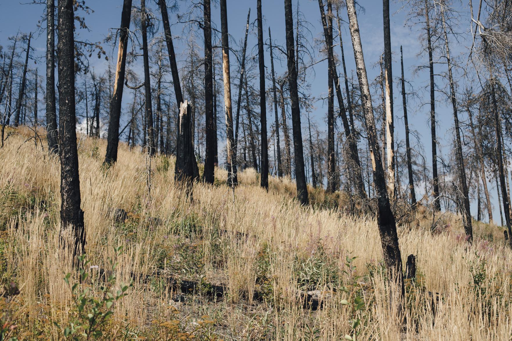 How Indigenous Techniques Saved a Community From Wildfire | Local ...