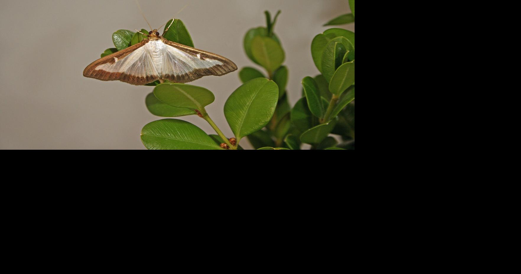 Wright-Patt inspects thousands of shrubs for moth damage | Local ...