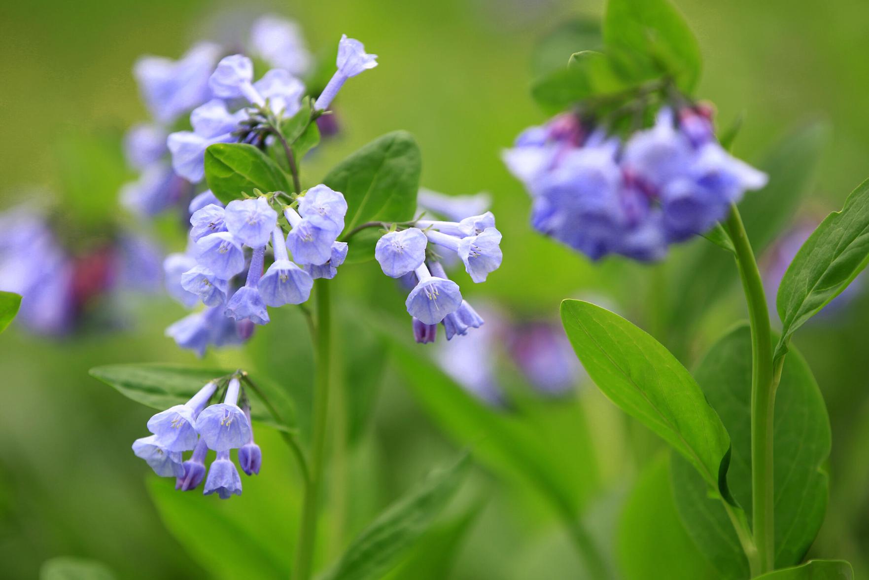 When are the Virginia bluebells blooming at Aullwood Garden MetroPark ...