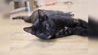 Air Force announces requirements for pet owners to receive PCS travel ...