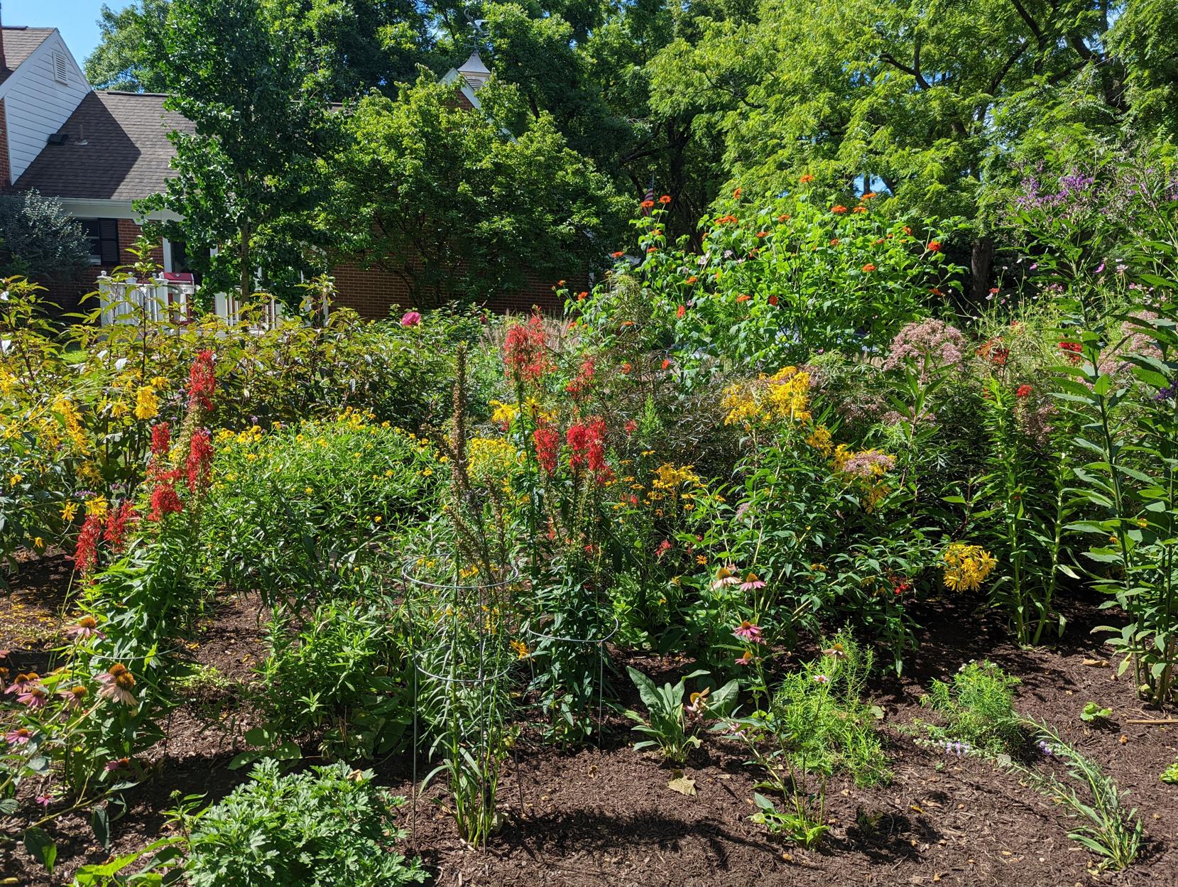 Native plants great addition to gardens | Local | daytondailynews.com
