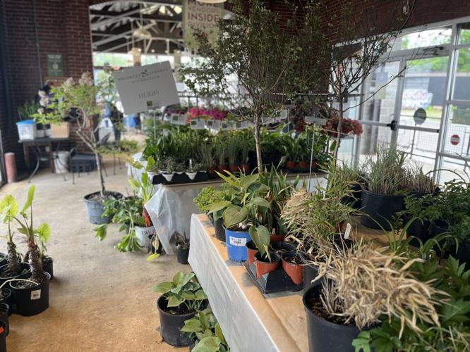 Annual MayFair plant sale at Second Street Market this weekend | Dayton ...