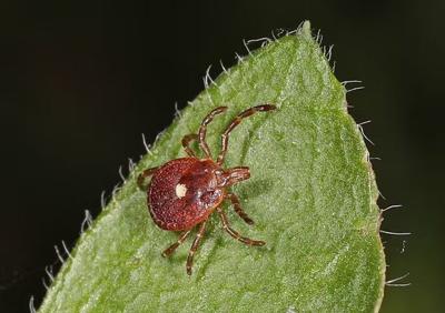 A red meat allergy from tick bites is spreading: What to know about ...