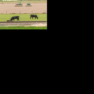 New Mexico Agricultural Production Grows | Features | dchieftain.com