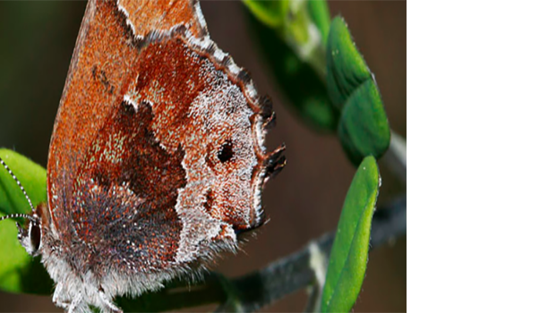 Monitoring the Frosted Elfin butterfly | Local | dcmilitary.com