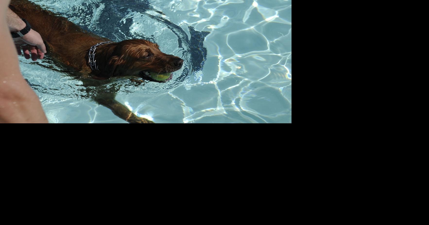 Calling all dogs: JBAB pool hosts Pet Palooza Sept. 10 | Features ...