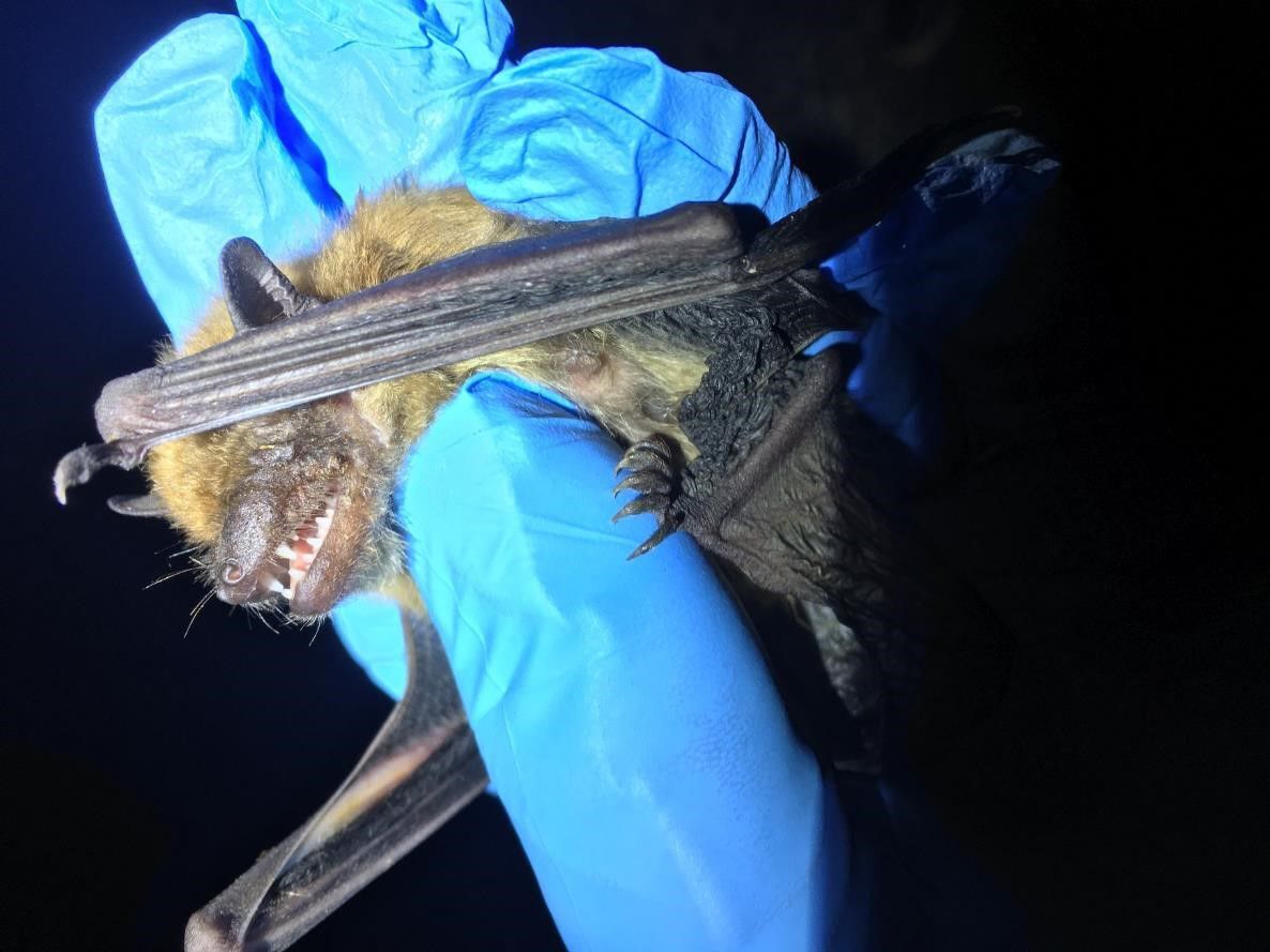 Bats on base: Those flying, fuzzy, beneficial mammals | Local ...