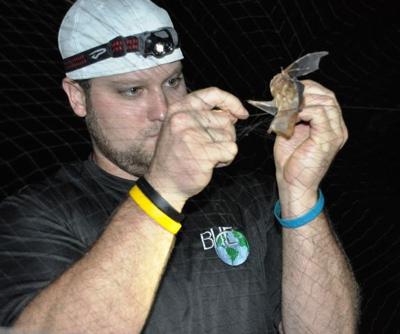 Bat trapping | Local | dcmilitary.com