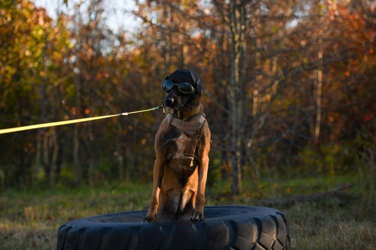 Ruff Riders: Military working dogs, 1st helicopter squadron conduct ...