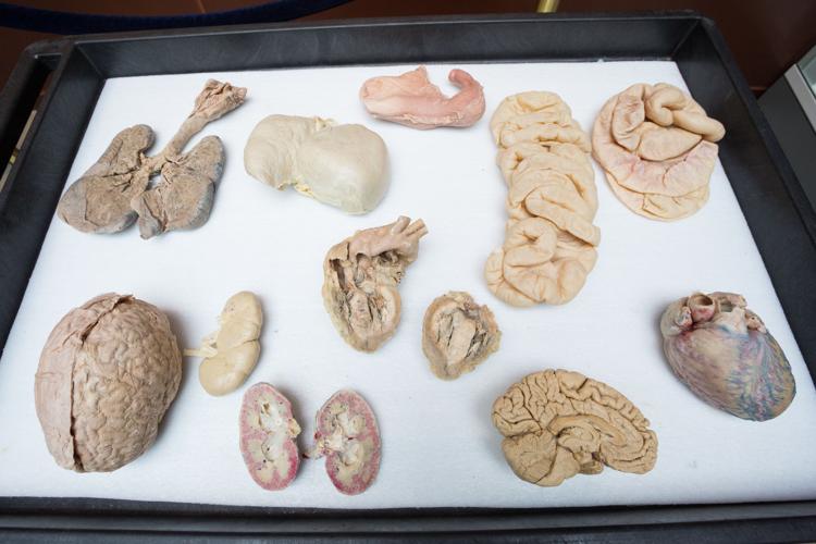 Explore D.C.: National Museum of Health and Medicine | Community ...