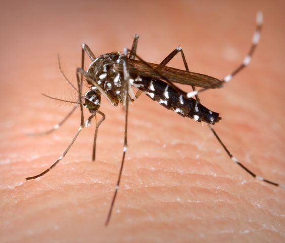 Presentation on Yellow Fever illustrates legacy of Maj. Walter Reed ...