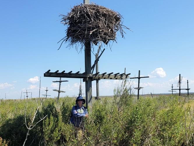 Environmental Division continues monitoring Bloodsworth, Adam islands ...