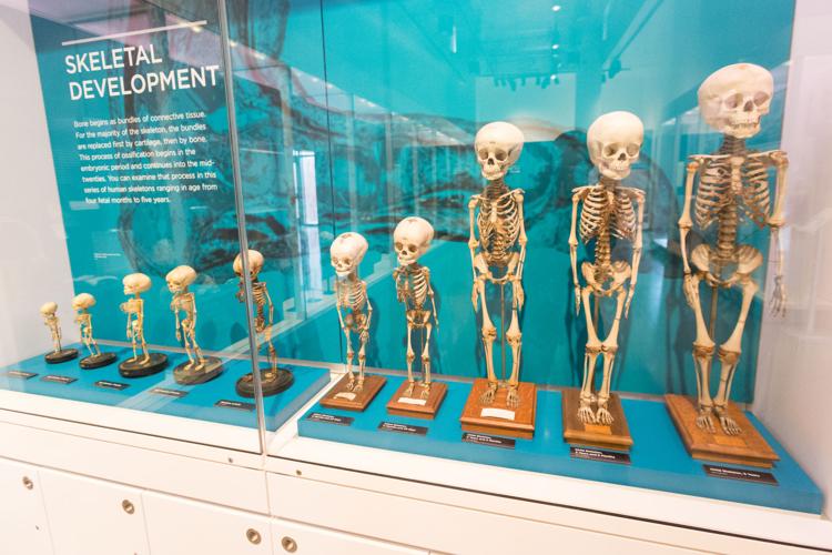 Explore D.C.: National Museum of Health and Medicine | Community ...