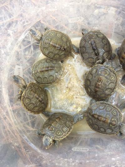 Volunteers needed for Terrapin nesting surveys | Local | dcmilitary.com