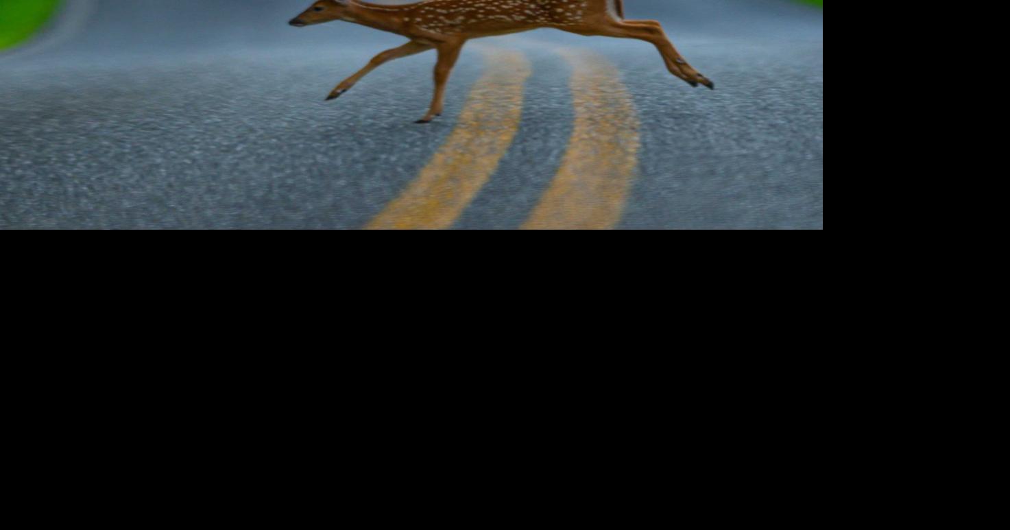 Drivers Reminded To Be Vigilant During Deer Rutting Season Local