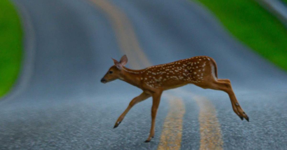 Drivers Reminded To Be Vigilant During Deer Rutting Season Local