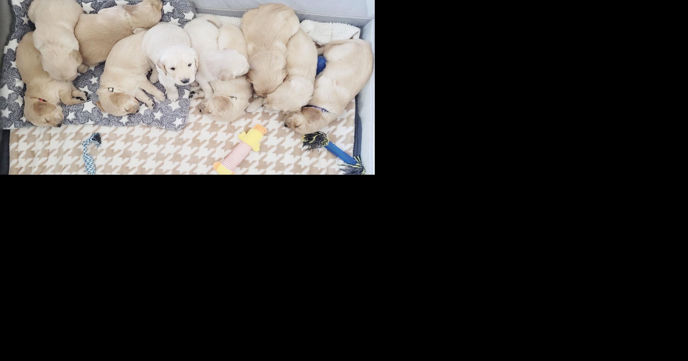 Golden Retriever Puppies 5G/2B. Sweet little nuggets born on 4/26/26 ...