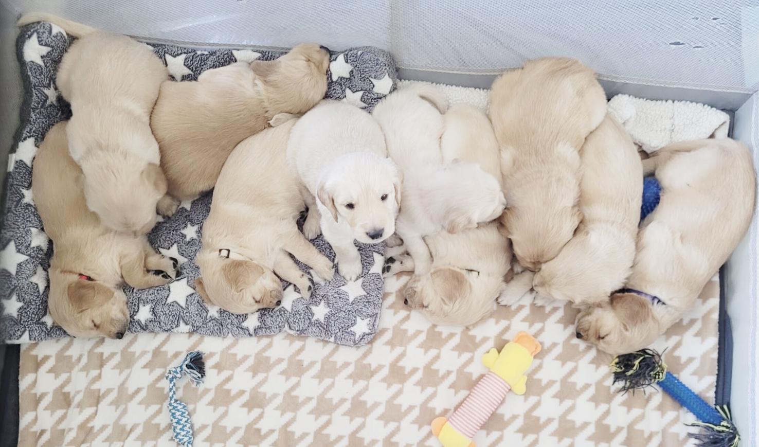 Golden Retriever Puppies 5G/2B. Sweet little nuggets born on 4/26/26 ...