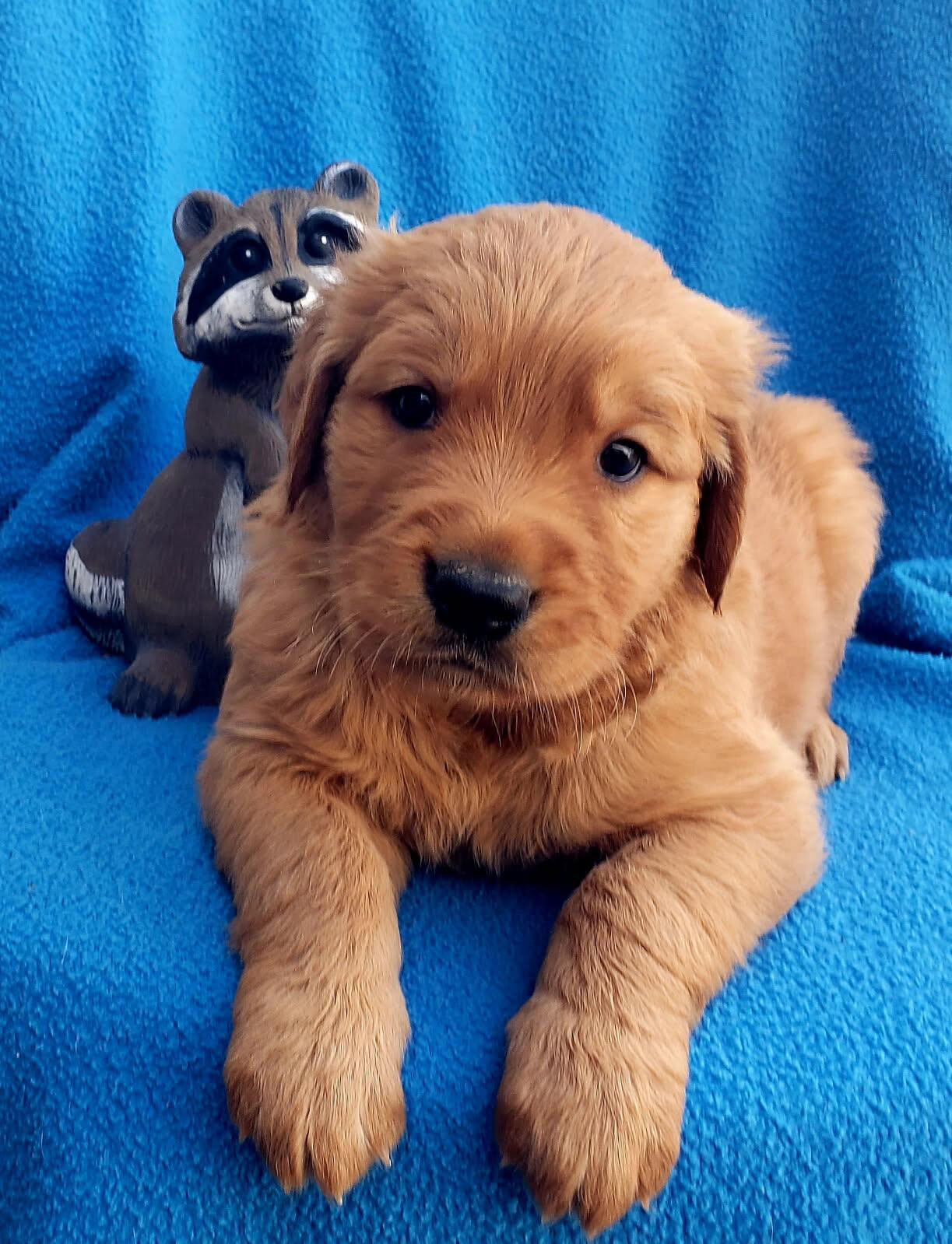 AKC GOLDEN RETRIEVERS 1F, 3M | Pets | dcourier.com