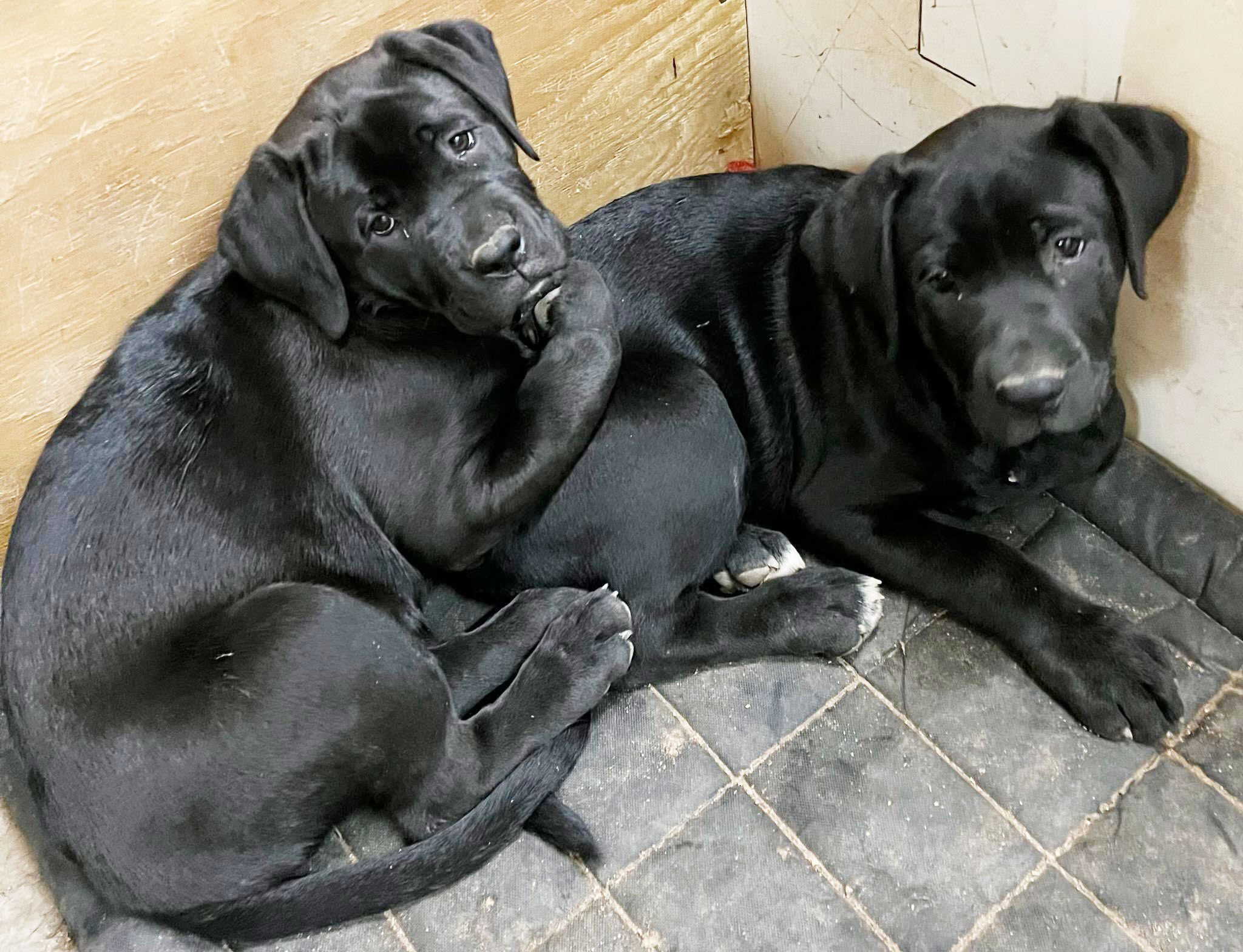 BOXADOR PUP (Boxer/ Labrador), great family dog , 12 wks | Pets ...