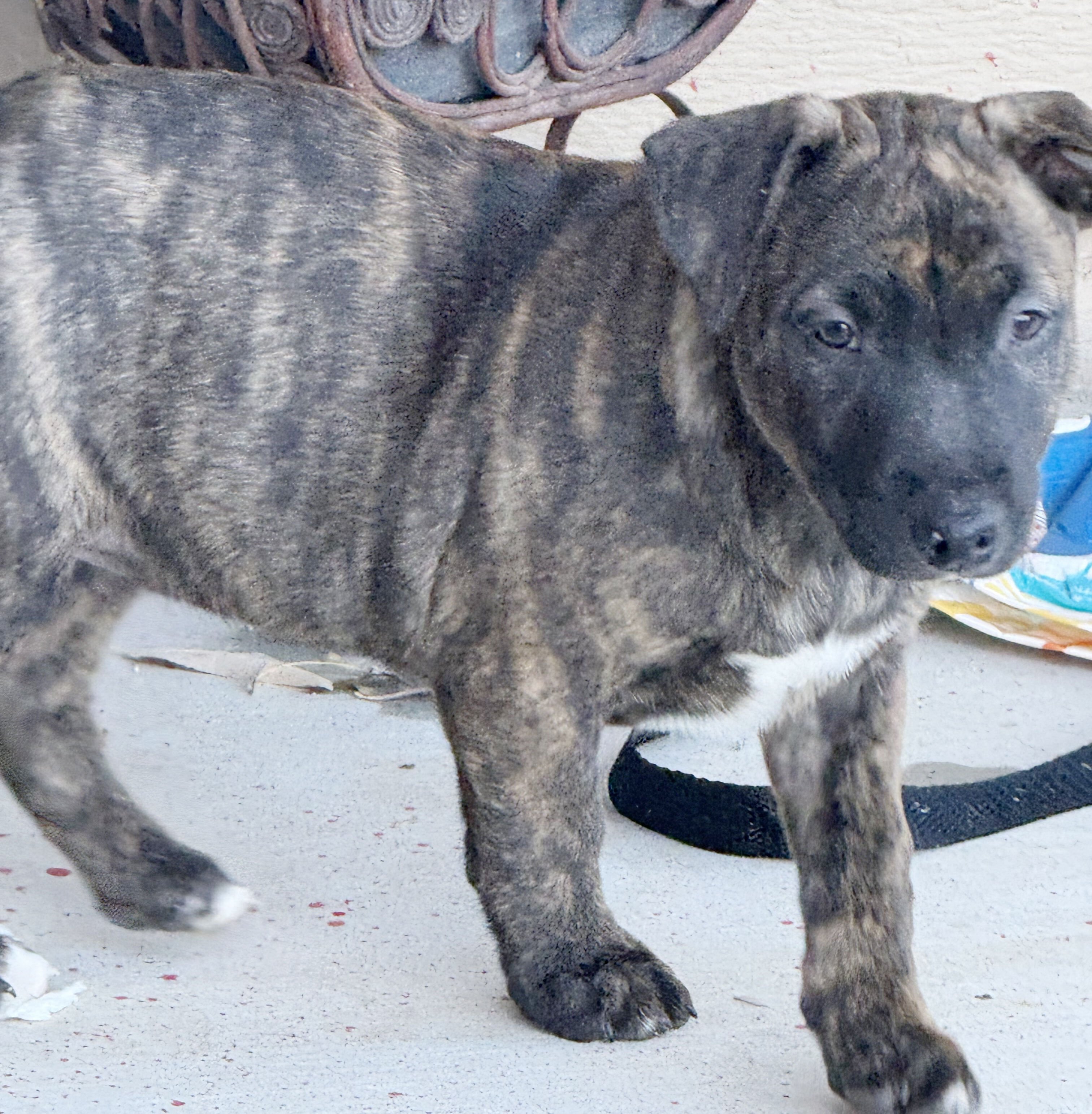 BULL TERRIER & MASTIFF MIX PUPPIES in need of a | Pets | dcourier.com