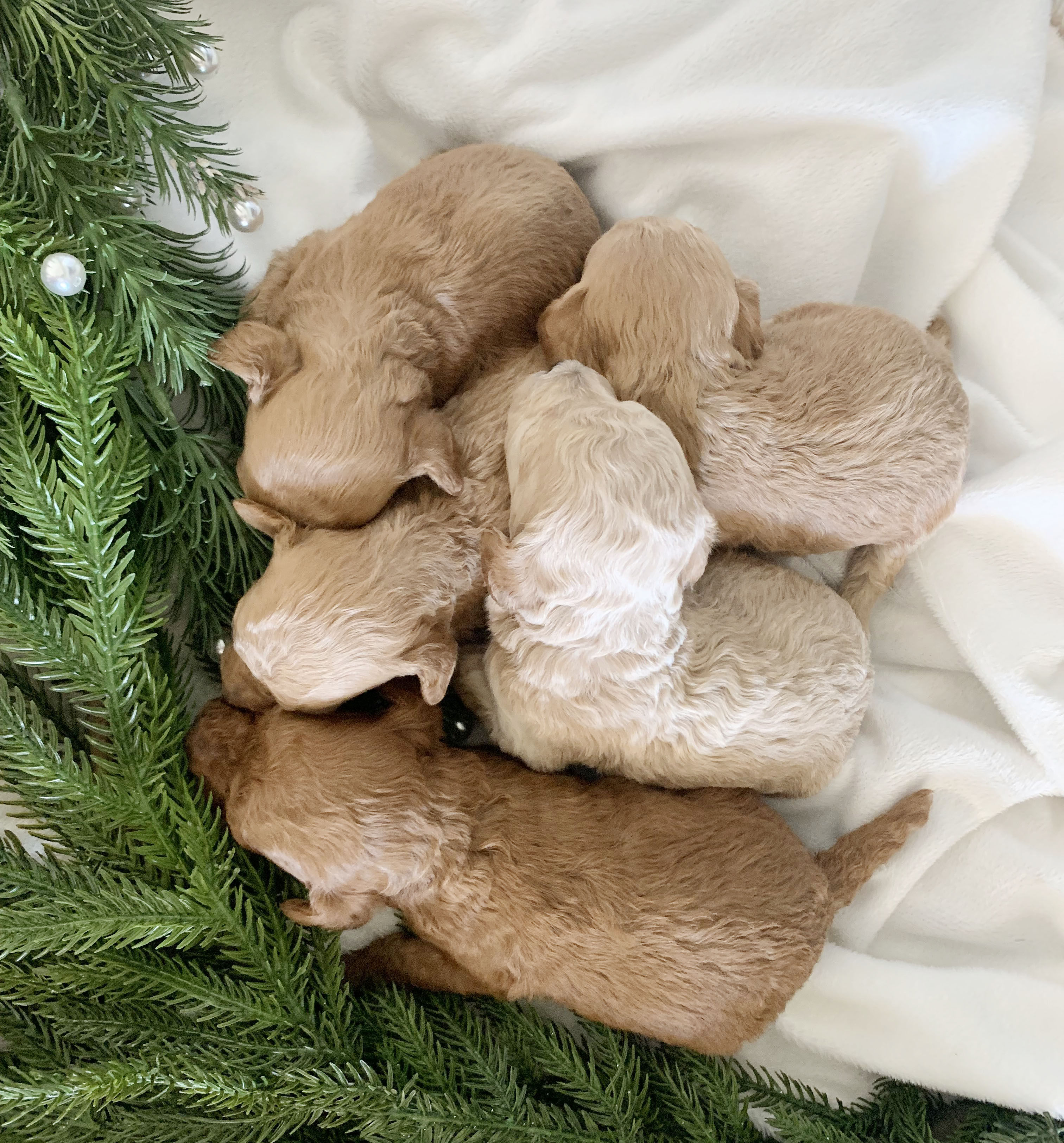 Litter born 12/22/25 3M 2F. 2 new litters coming-March! Info | Pets | dcourier.com
