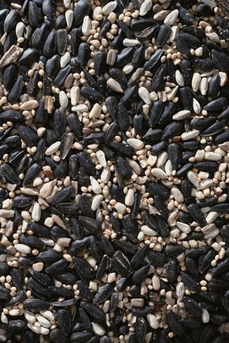 Birding: Feeding wild birds correctly starts with the right bird seed ...