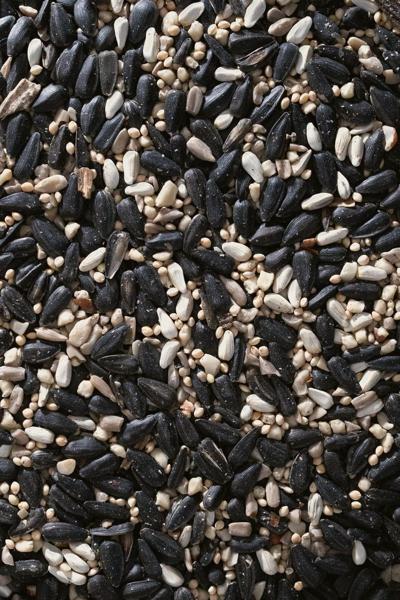 Birding: Feeding wild birds correctly starts with the right bird seed ...
