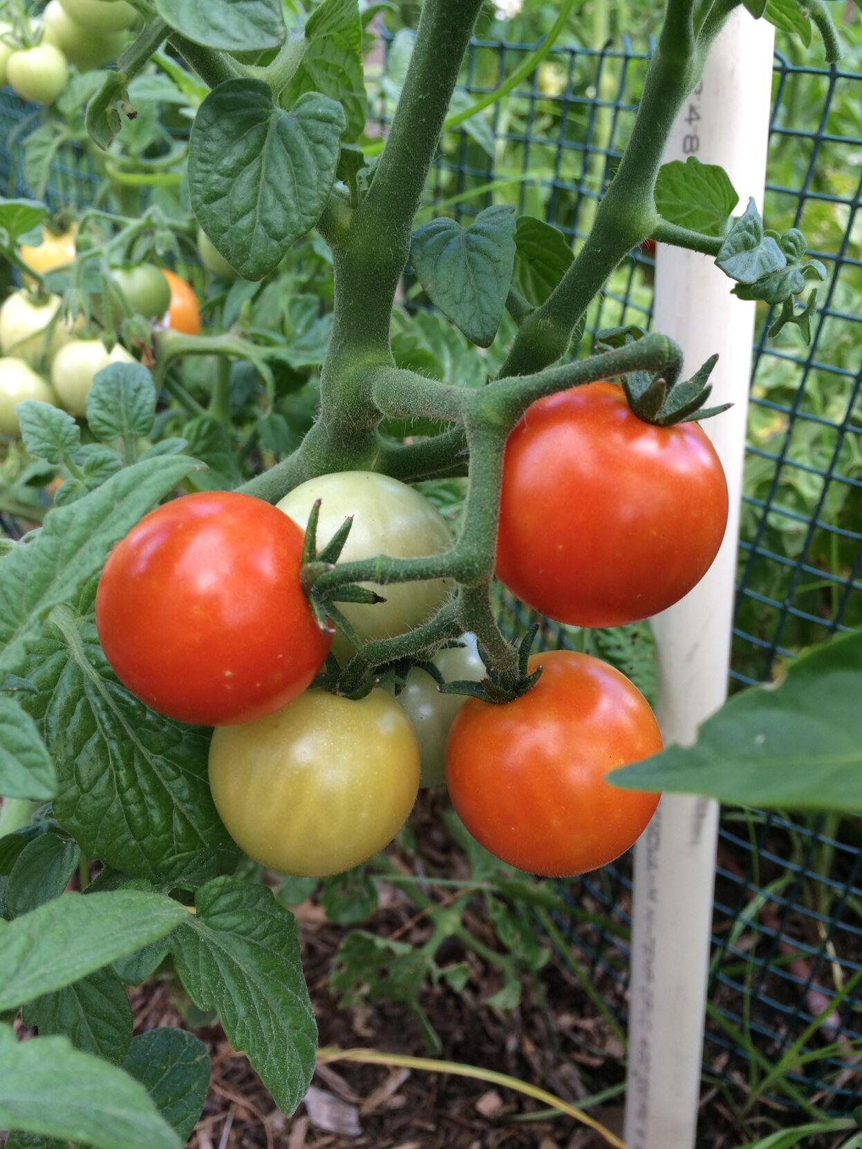 Plentiful rain, bountiful garden: Should you enter something in the ...