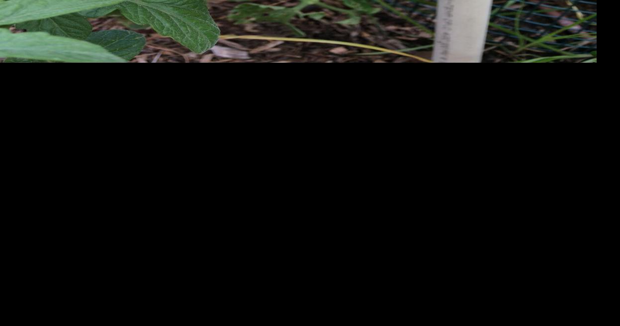 Plentiful rain, bountiful garden: Should you enter something in the ...