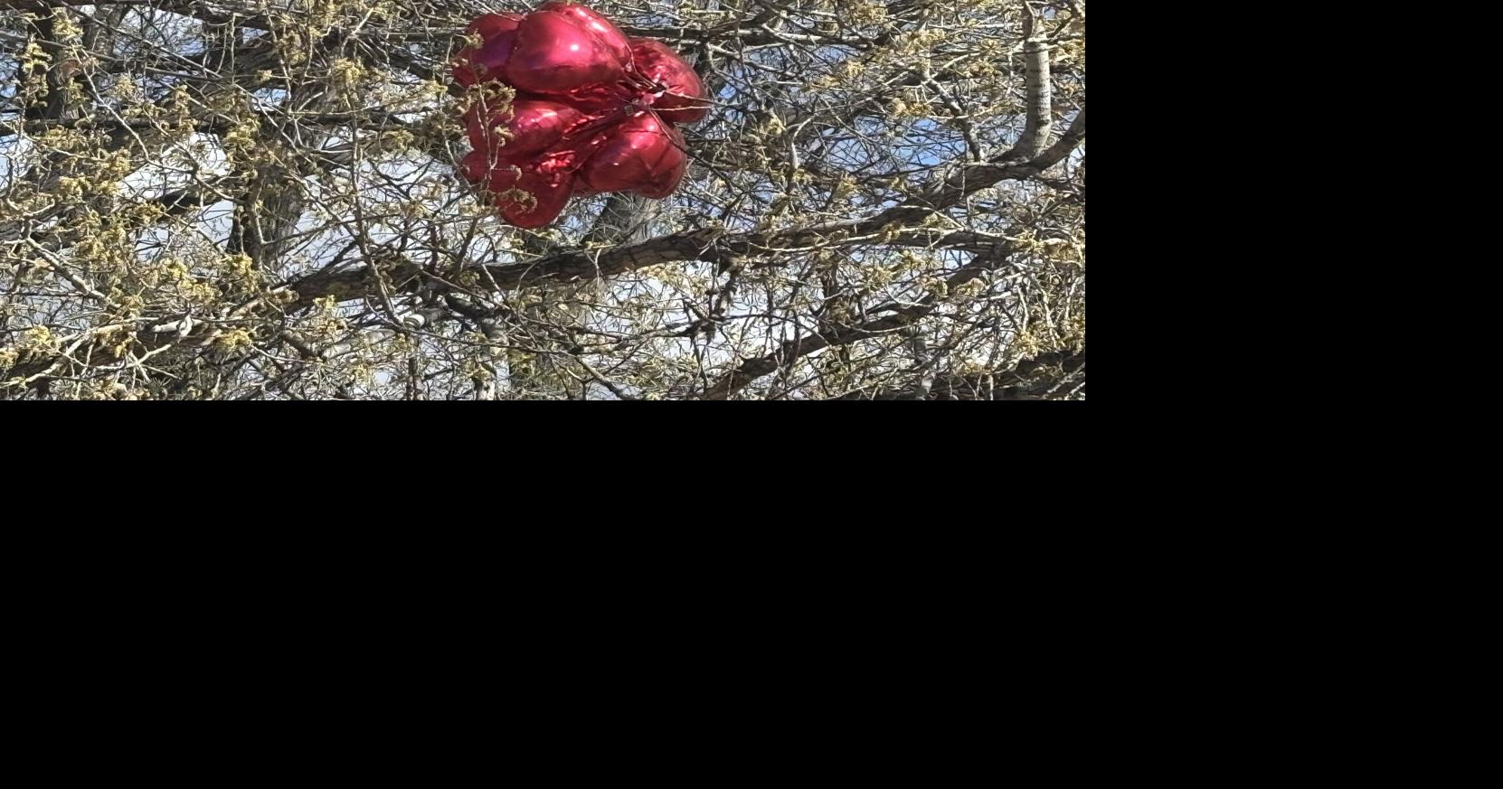 Birding: Two tall Bald Eagle tales | Features | dcourier.com