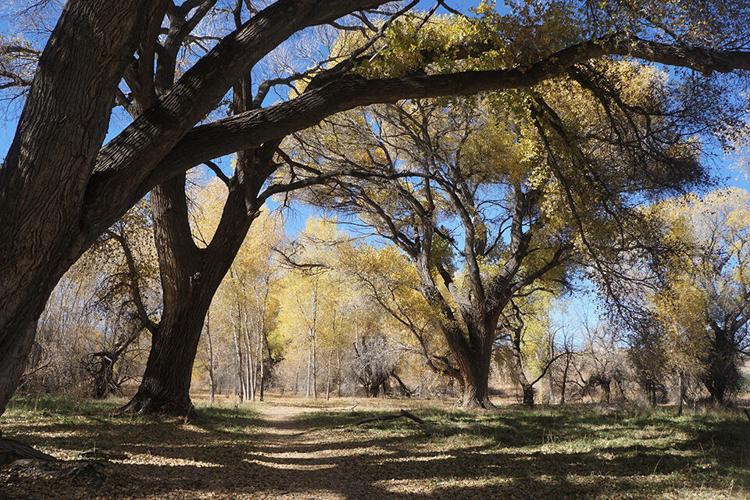 Many Prescott options available for a fall-colors Thanksgiving hike ...