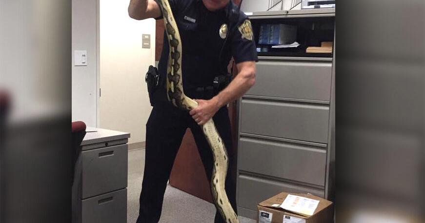 11-foot python slithers into South Florida student's car | Odd ...
