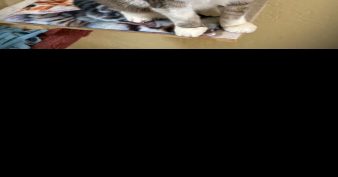 Pet of the Week: Prissy (Miss Kitty's Cat House) | Features | dcourier.com