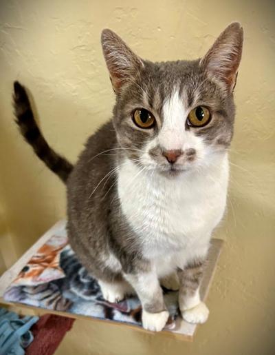 Pet of the Week: Prissy (Miss Kitty's Cat House) | Features | dcourier.com
