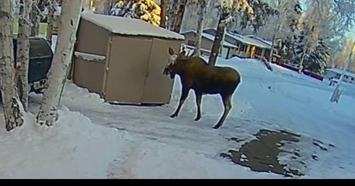 Bull-noser: Camera records moose trapping Alaska man in shed | Odd ...
