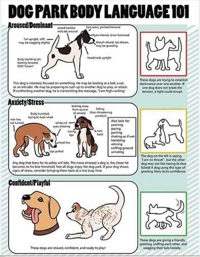 dog bite safety tips