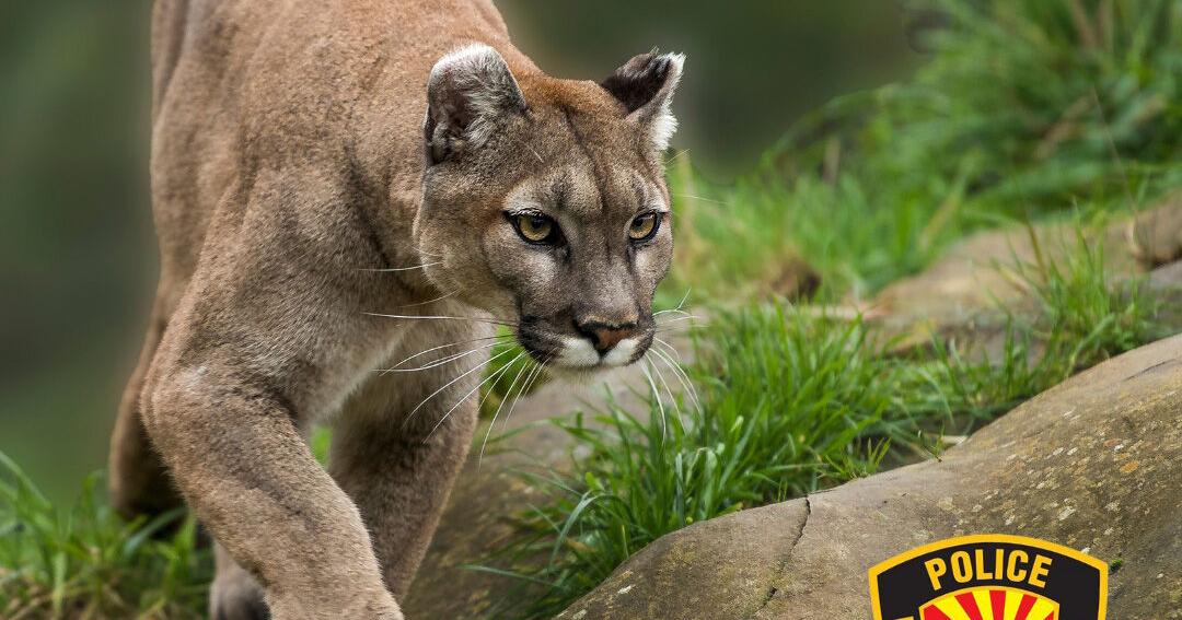 Reports of mountain lions continue as Prescott Animal Control advises ...